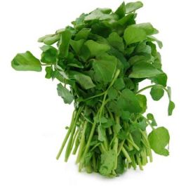 Wild Rocca Baby - Netherlands