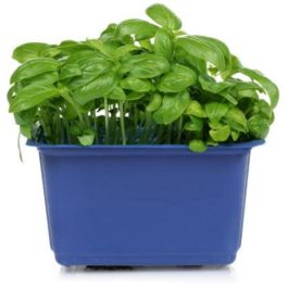 Basil Cress - Netherlands 16 X Bunch