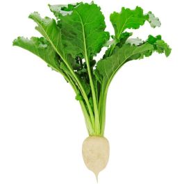 White Beetroot - Netherlands